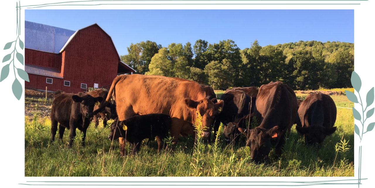 Dewing Farm | Grass-Fed & Grass-Finished Beef